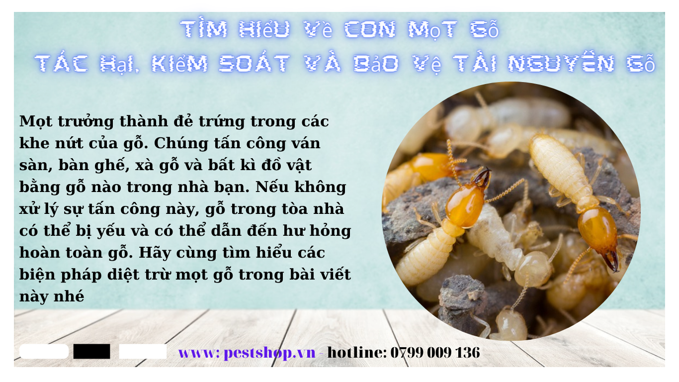 Tìm hiểu về Con mọt gỗ : Tác hại, kiểm soát và bảo vệ tài nguyên gỗ