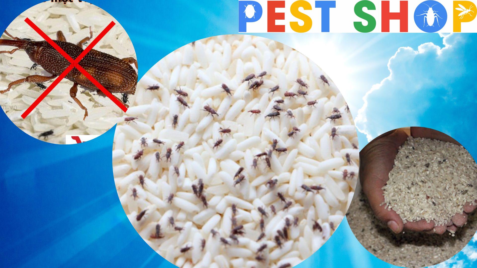 Cách trị mọt gạo: Xóa Bỏ Kẻ Thù Của Lúa Gạo hàng nông sản nhanh nhất