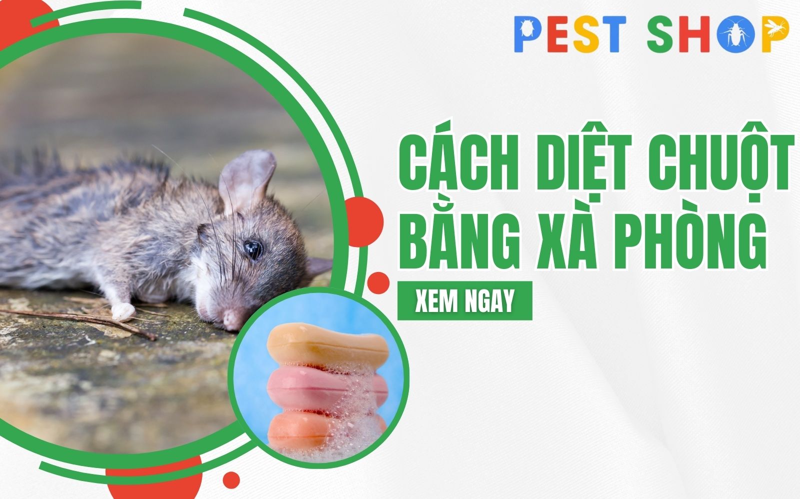 Cách diệt chuột bằng xà phòng nhanh chóng, hiệu quả