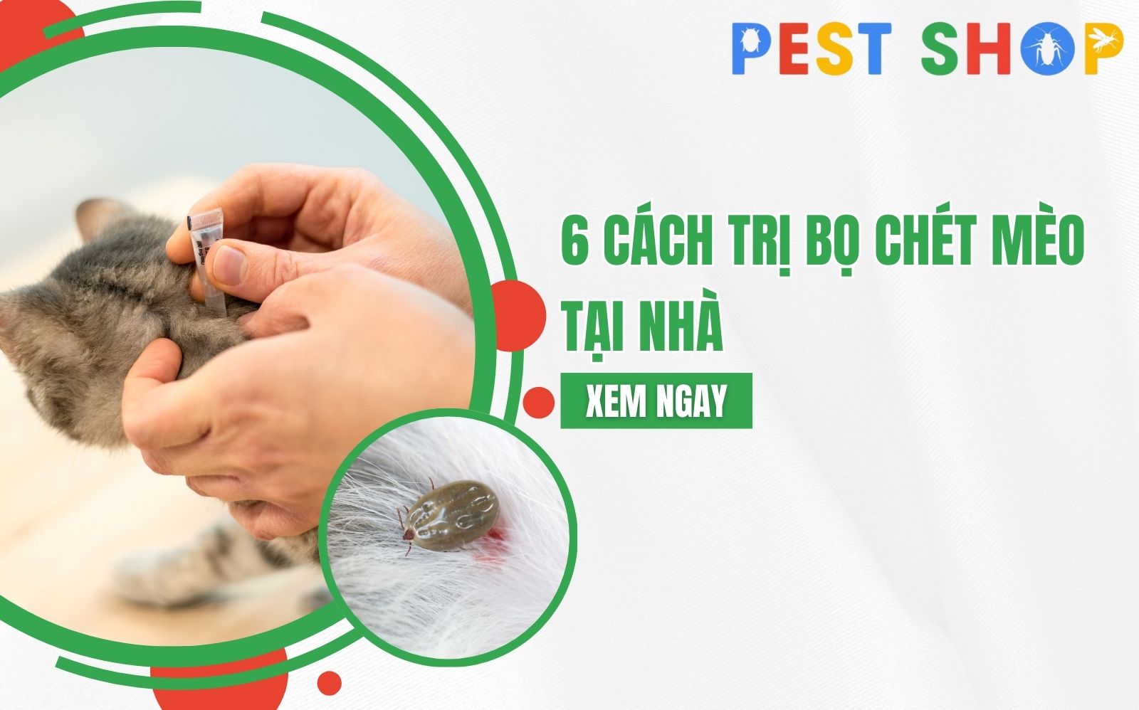 Tổng hợp 6 cách trị bọ chét cho mèo tại nhà hiệu quả, an toàn