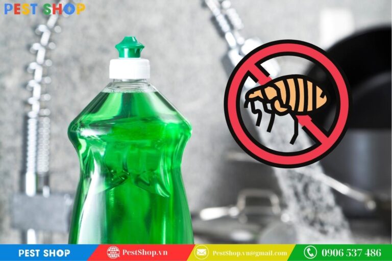 Tổng hợp 6 cách trị bọ chét cho mèo tại nhà hiệu quả, an toàn
