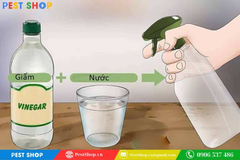 Top 10 cách diệt kiến lửa hiệu quả, tận gốc tại nhà
