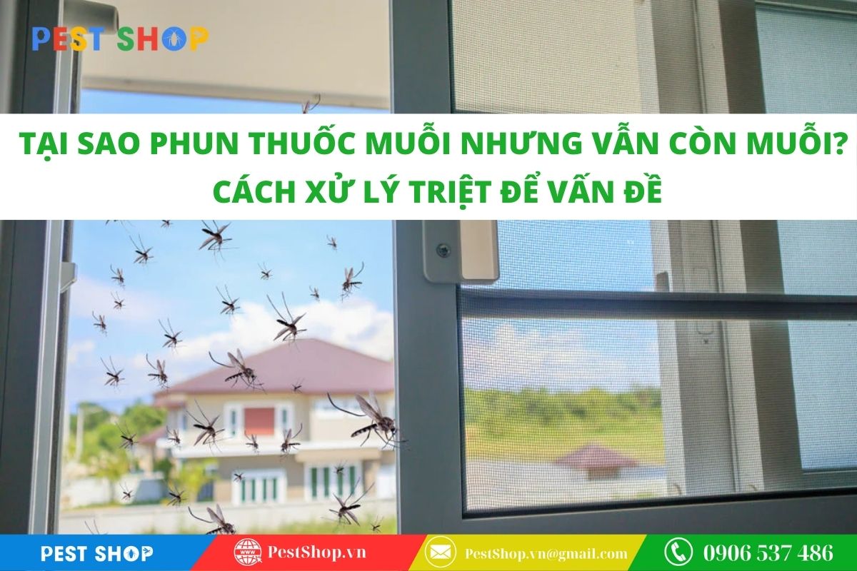 Tại sao phun thuốc muỗi nhưng vẫn còn muỗi? Cách xử lý triệt để vấn đề